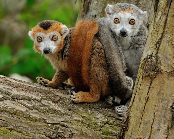 Mixage d'espèces sur l'île des lémuriens - Parc Zoologique de Paris