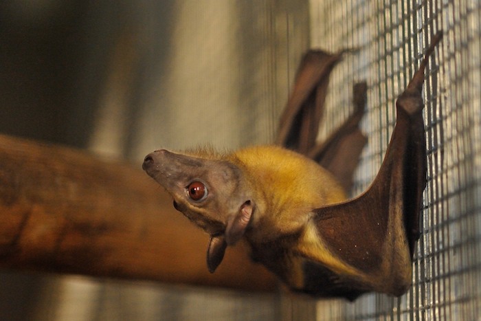 VIDÉO. L'arrivée des roussettes paillées - Parc Zoologique de Paris