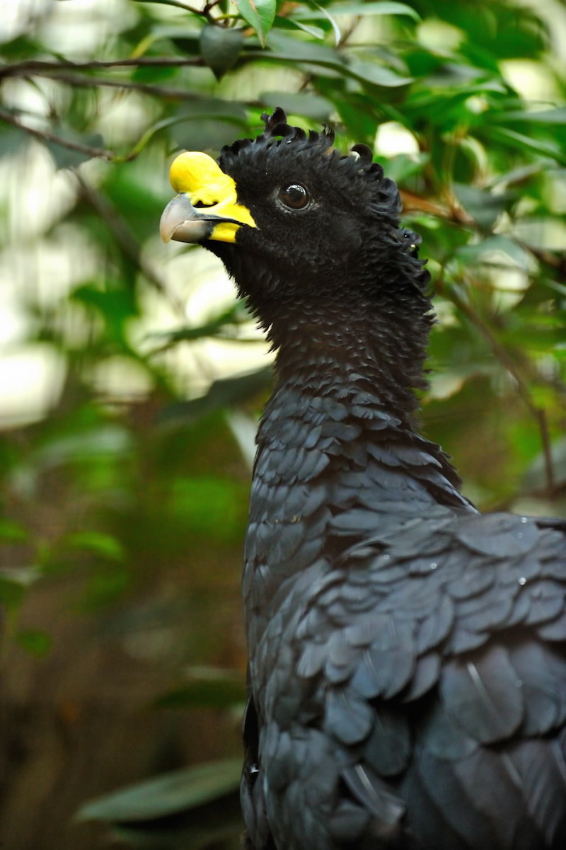 A la rencontre du Grand Hocco - Parc Zoologique de Paris